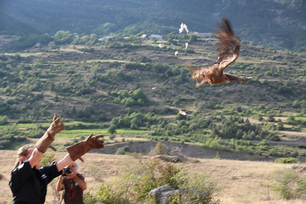 Retour à la liberté pour 2 rapaces | Parc national des Ecrins