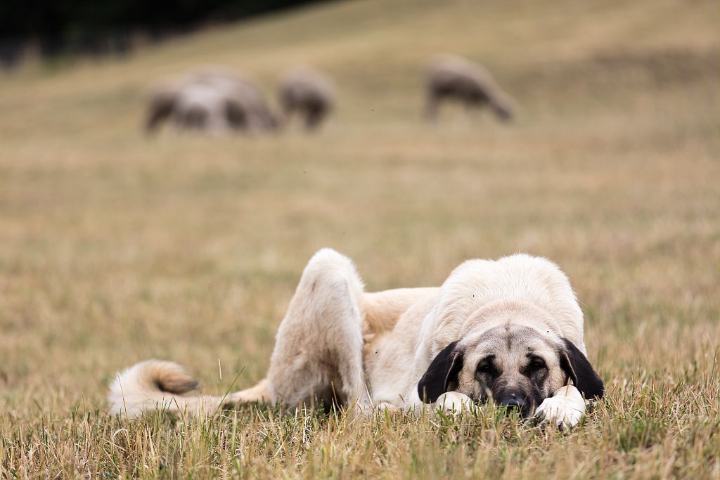 Projection du film Rasco et nous à la Cinémathèque de Gap | Parc ...