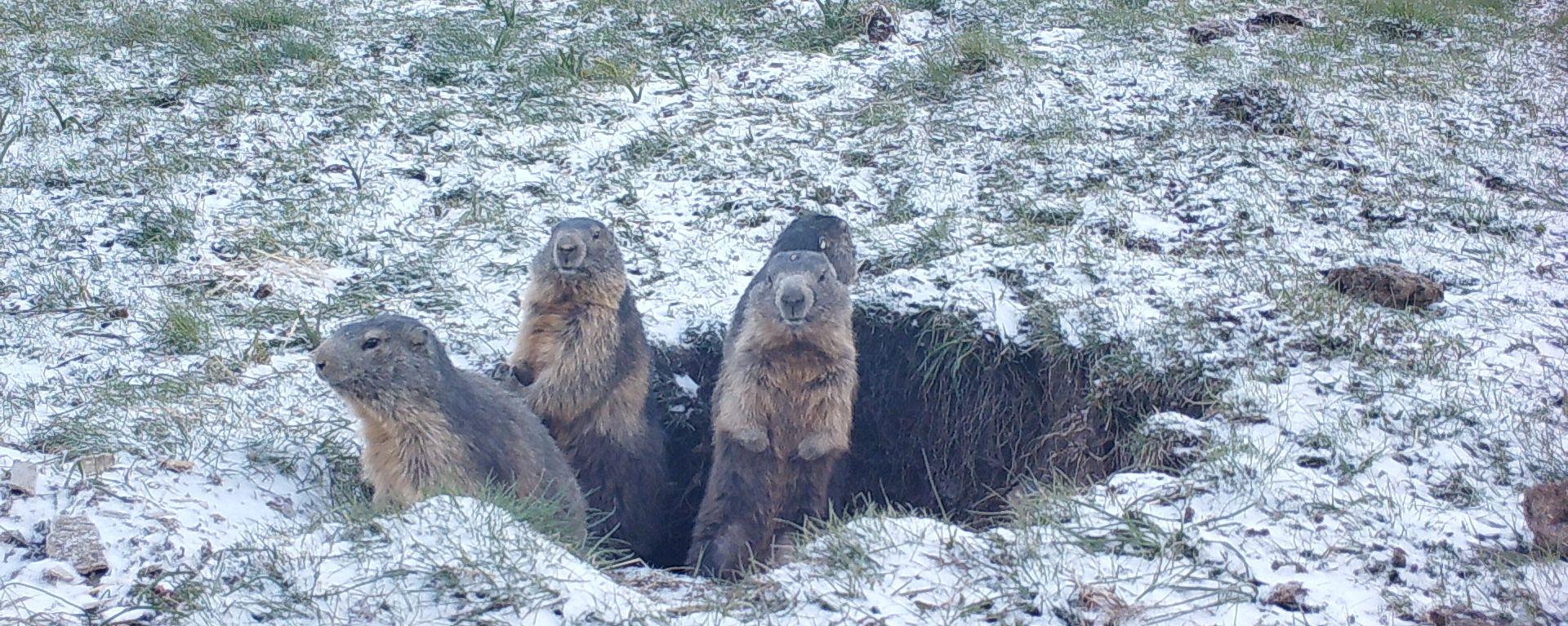 Nouveau départ pour 5 marmottons | Parc national des Ecrins