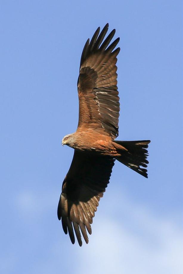 Retour à la liberté pour 2 rapaces | Parc national des Ecrins