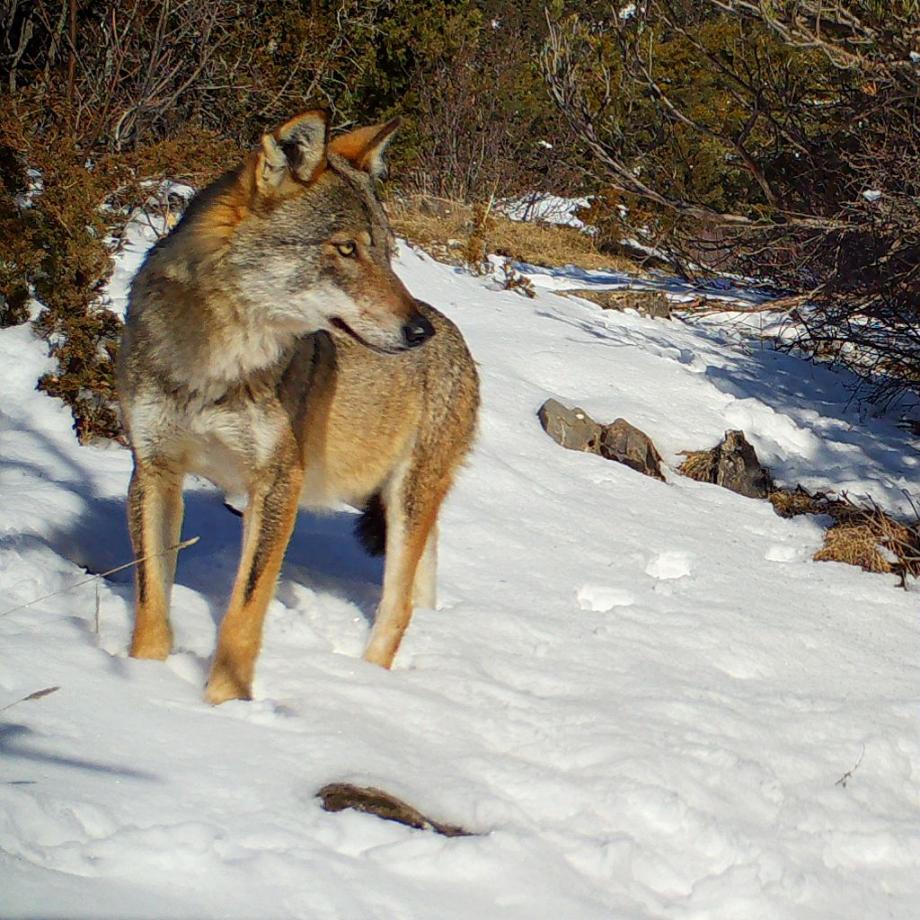 Enquête sur la recolonisation des Écrins par le loup | Parc national ...