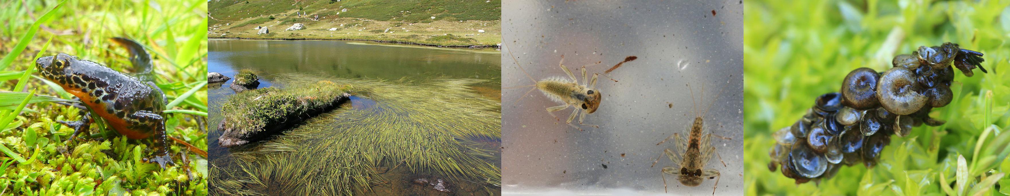 Lacs de montagne : attention, fragile | Parc national des Ecrins
