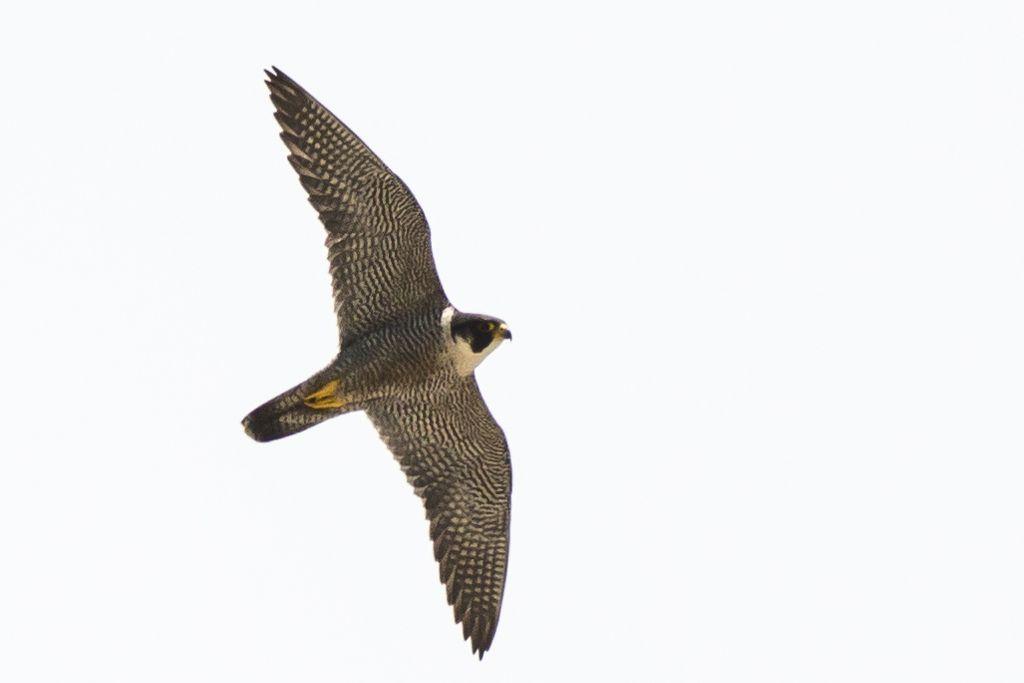 Faucon pèlerin : ça niche en Vallouise ! | Parc national des Ecrins