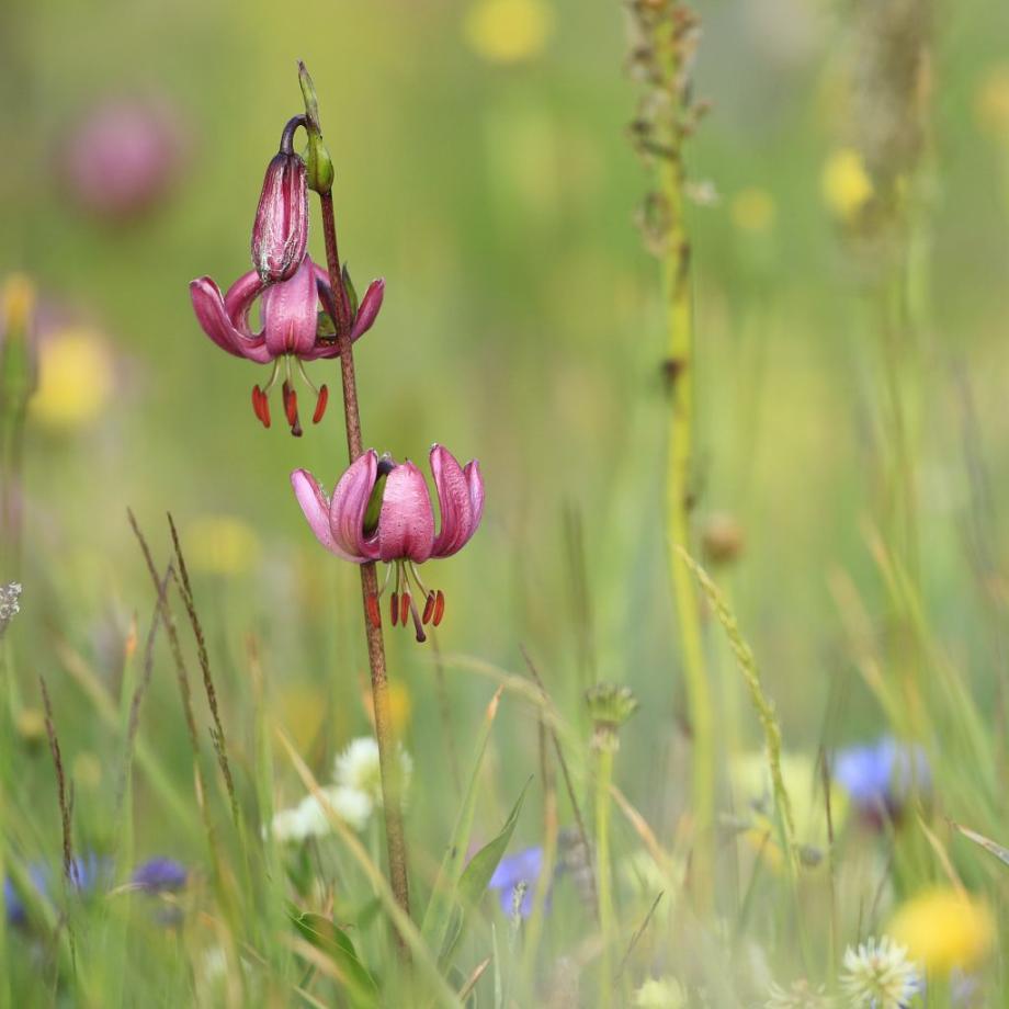 Les prairies de fauche, un atout à préserver | Parc national des Ecrins