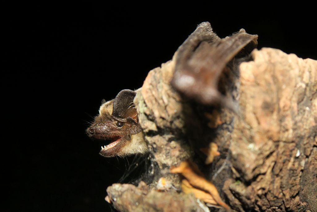 Les chauves-souris des Écrins ont leur atlas | Parc national des Ecrins