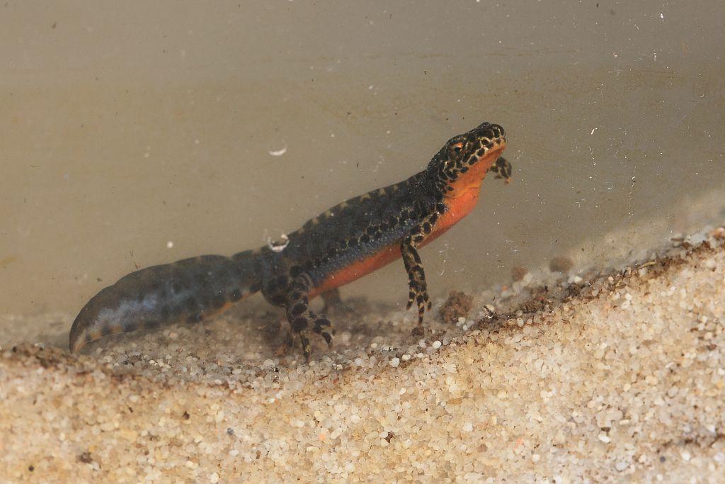 T comme... Triton alpestre | Parc national des Ecrins