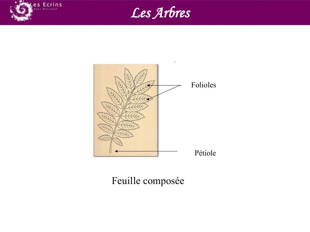 L'école du Marronnier étudie les arbres ! | Parc national des Ecrins